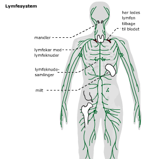 lymfesystem
